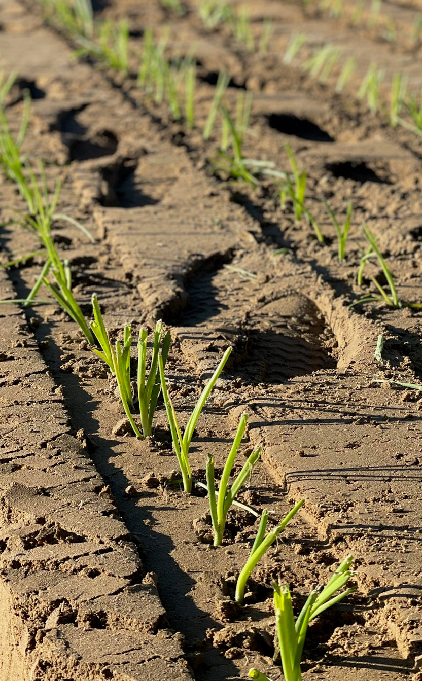 Vidalia Onion Transplant Bundles – McLain Farms