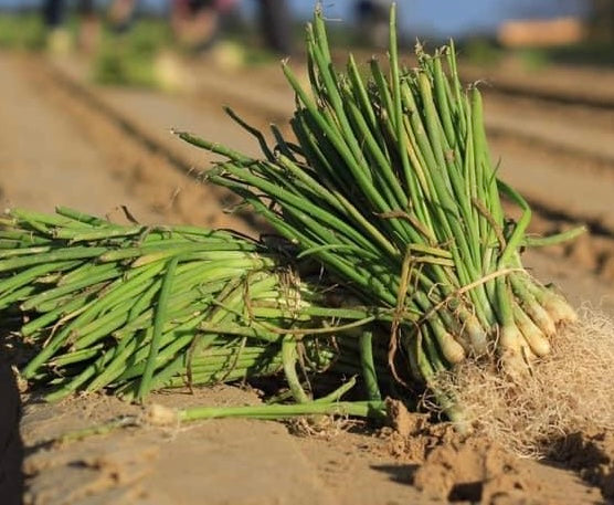 Vidalia Onion Transplant Bundles – McLain Farms